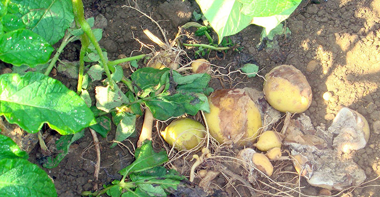Neiker detecta en Álava la presencia del hongo causante del mildiu de ...